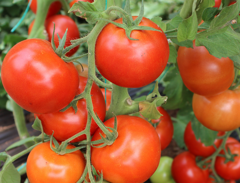 COMMODO - Variety Tomate | Syngenta Semillas de Vegetales Argentina