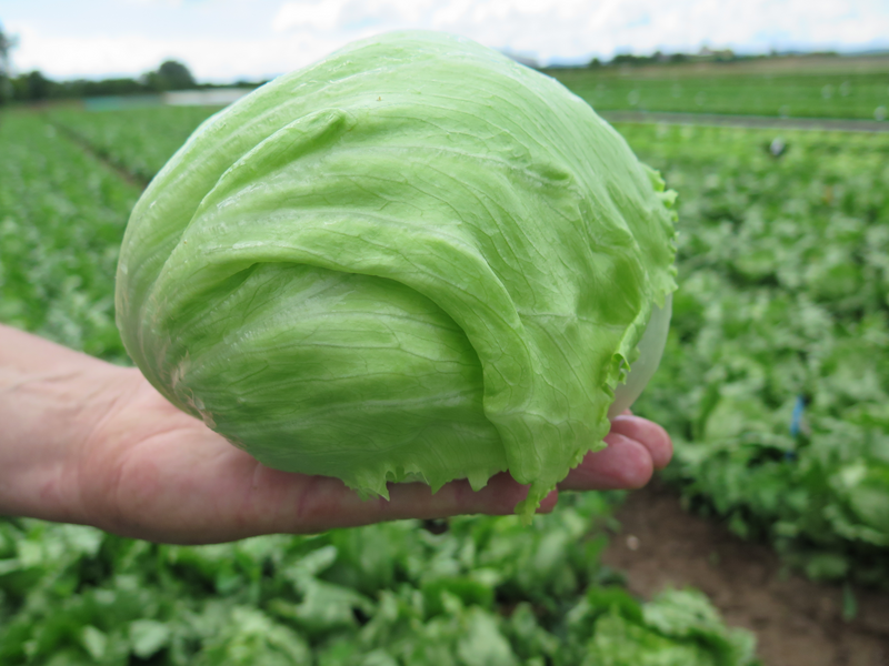 ICE CIRCLE - Variety Lettuce | Syngenta Vegetable Seeds United Kingdom