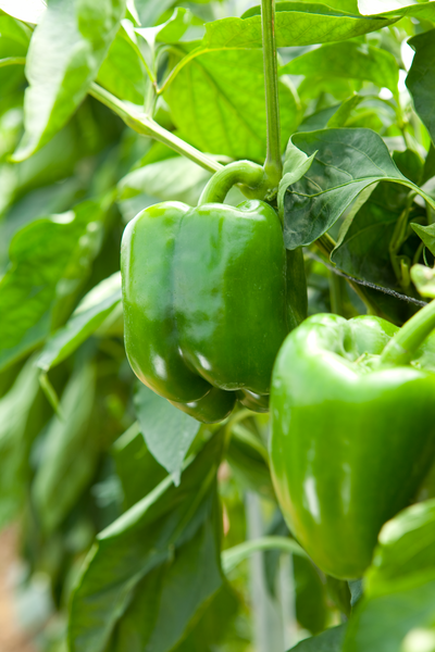 BALTA - Sorte Paprika | Gemüsesaatgut Deutschland