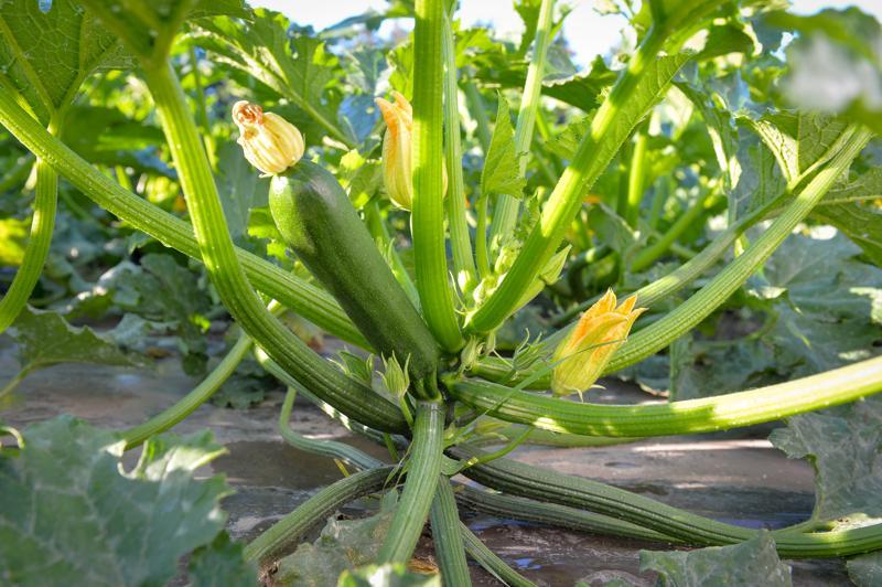JOLLY - Sorte Zucchini | Gemüsesaatgut Deutschland