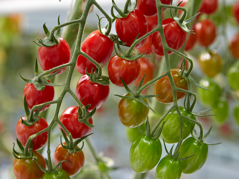 ADORELLE - Variedad Tomate | Syngenta Semillas de Hortícolas