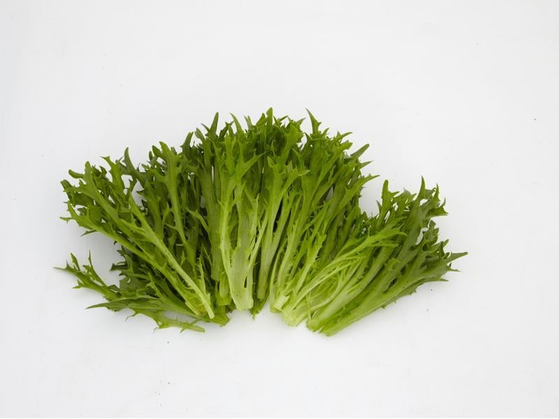 VERDAGIO - Variety Lettuce | Syngenta Vegetable Seeds