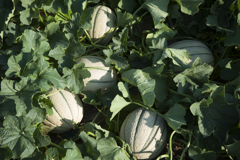 MERIDIO - Varietà Melone | Sementi Orticole Syngenta