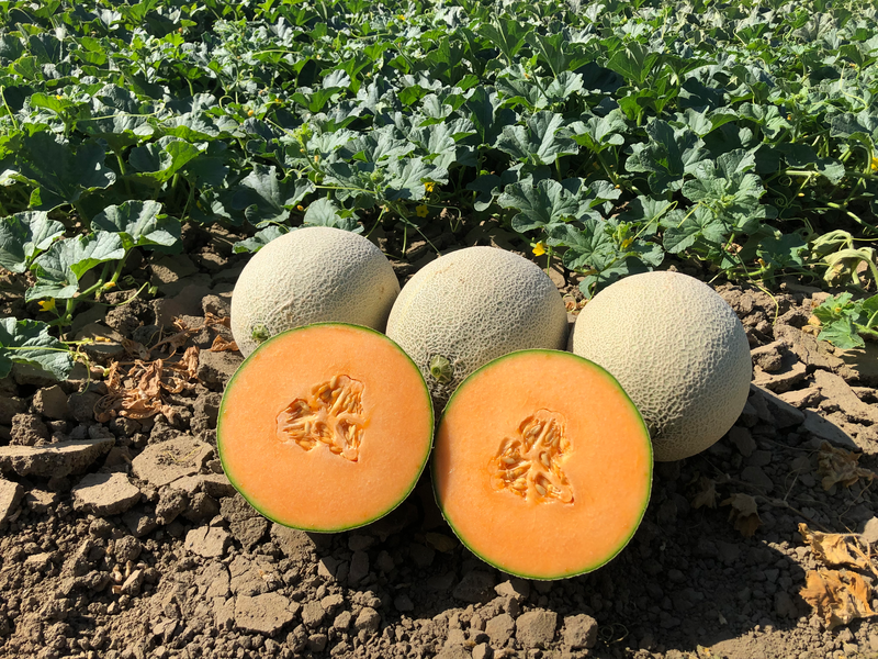 CLAUDIA - Variety Melon | Syngenta Vegetable Seeds Australia