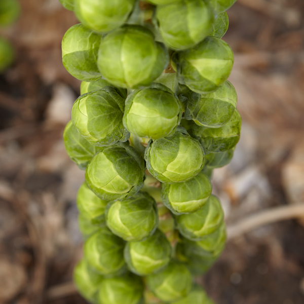PLATINUS - Variety Spruitkool | Syngenta Groentezaden