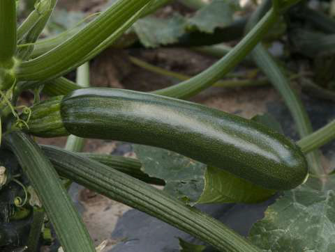 PATMOS - Variety Courgette | Semences potagères Syngenta France