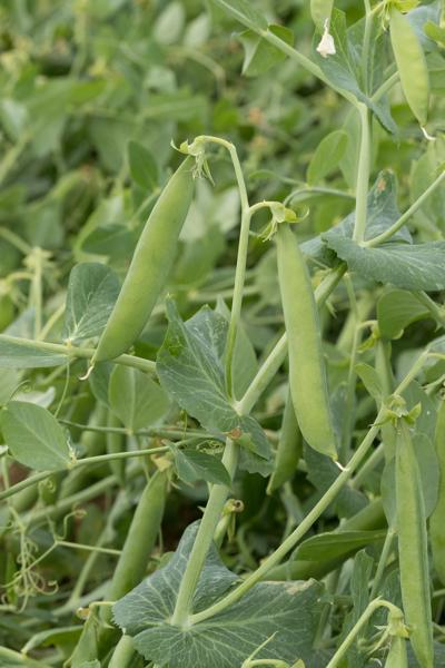 KUDO - Odmiana Groch | Nasiona Warzyw Syngenta