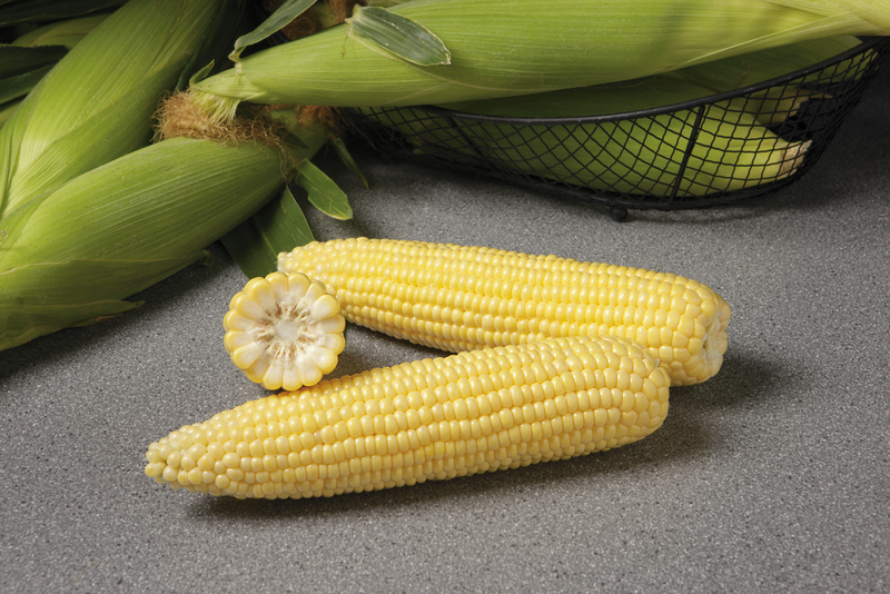 SUGAR 75 - Variety Sweetcorn | Syngenta Vegetable Seeds Kenya