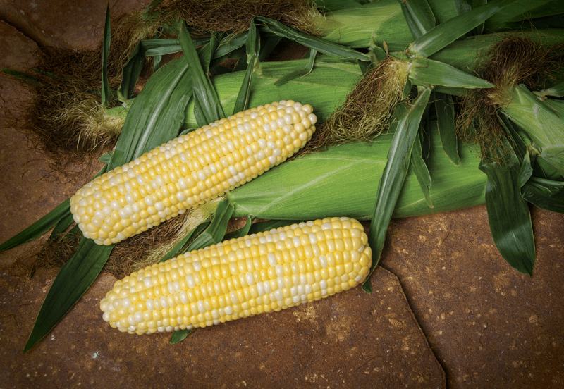 BSS1075 - Variety Sweet Corn | Syngenta Vegetable Seeds US