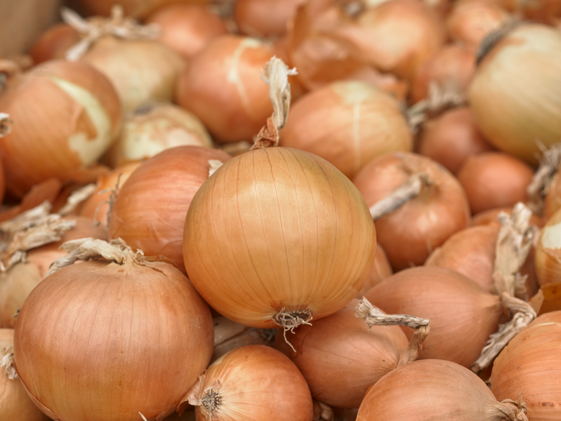 BOSKO - Fajta Hagyma | Syngenta Zöldség Vetőmag Magyarország