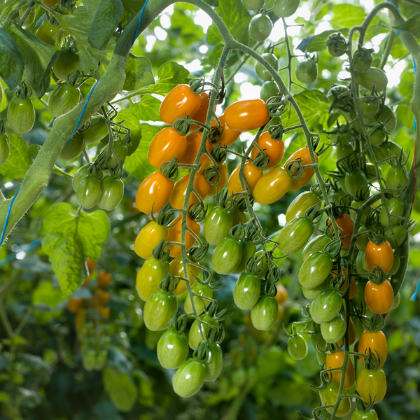 BAMBELO - Ras Tomaat | Syngenta Groentezaden
