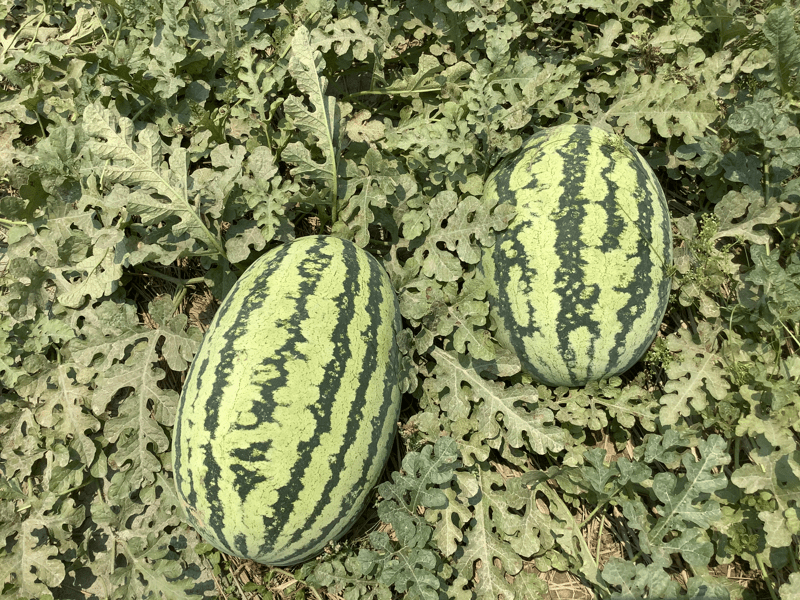 FAHARI - Variety Watermelon | Syngenta Vegetable Seeds