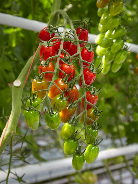 ADORELLE - Variety Tomate | Semences potagères Syngenta France
