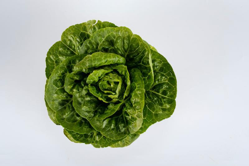 AZUCENA - Variedad Lechuga | Syngenta Semillas de Hortícolas