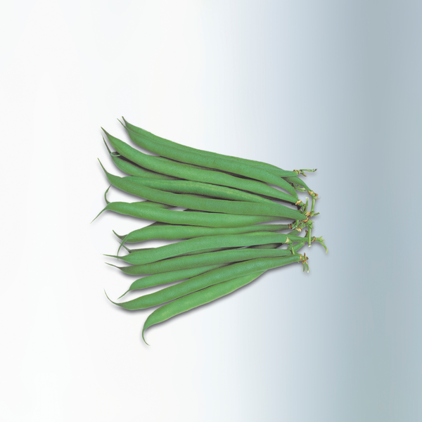 MASAI - Variety Ejote | Syngenta Semillas de Vegetales Costa Rica