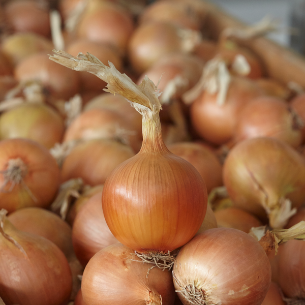 PROGRESSION - Variety Oignon | Semences potagères Syngenta France