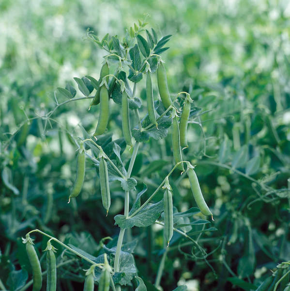 CORUS - Variety Pea | Syngenta Vegetable Seeds United Kingdom