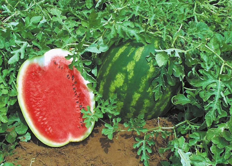 TOPGUN - Variety Watermelon | Syngenta Vegetable Seeds Saudi Arabia