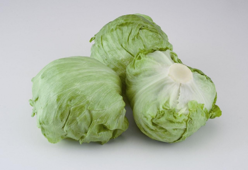 ICEVIC - Variety Lechuga | Syngenta Semillas de Vegetales Ecuador