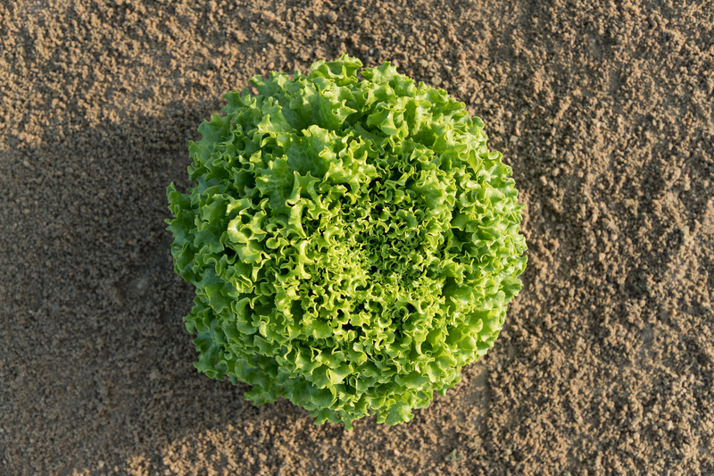 CAPITOLE - Variety Laitue | Semences potagères Syngenta France