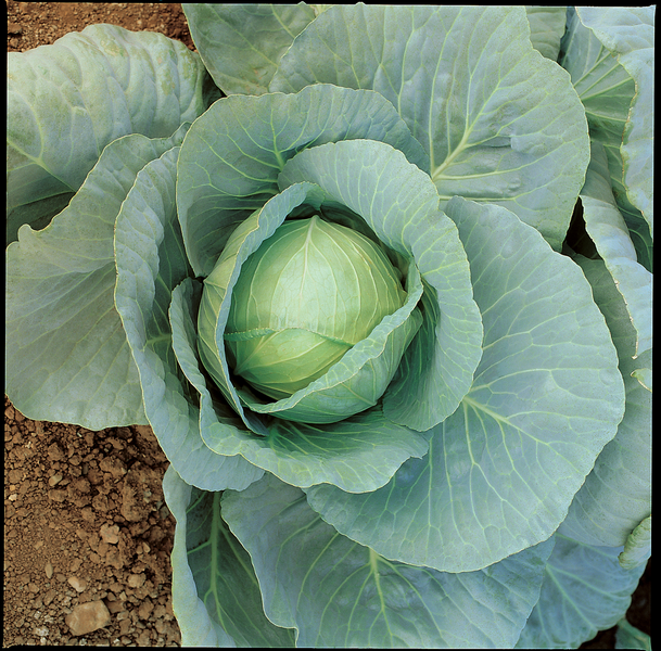 PENNANT - Variety White Cabbage | Syngenta Vegetable Seeds US