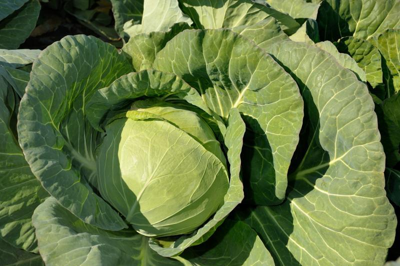 PRUKTOR - Variety White Cabbage | Syngenta Vegetable Seeds Kenya
