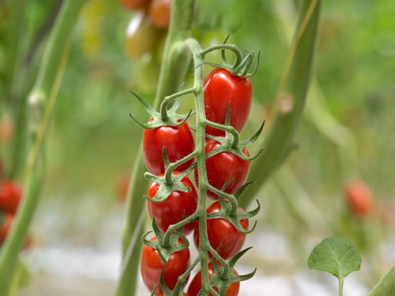 DUBBO - Variety Tomate | Semences potagères Syngenta France