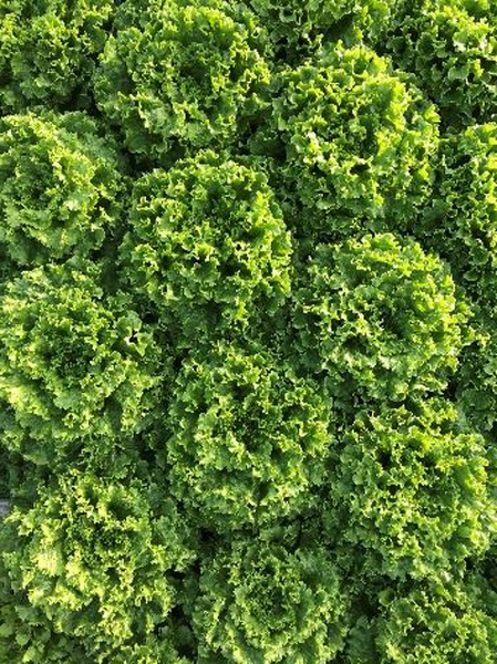 FRAGOLA - Variety Laitue | Semences potagères Syngenta France