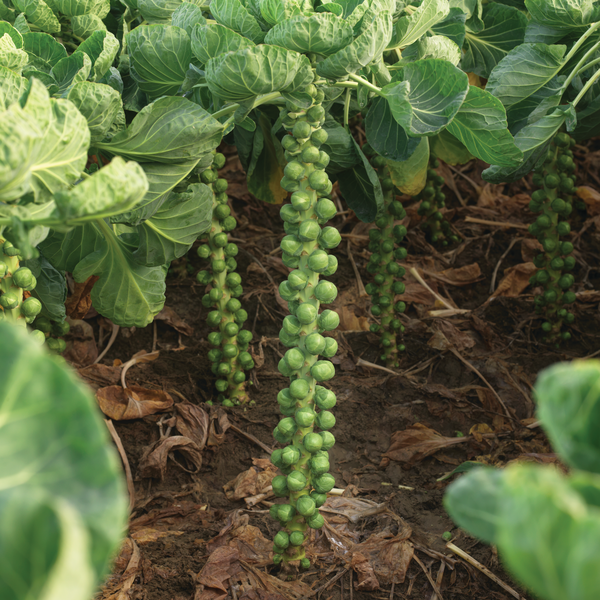 AURELIUS - Variety Spruitkool | Syngenta Groentezaden