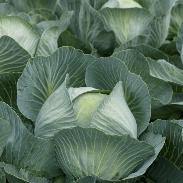 MYSTIC - Variety Chou blanc | Semences potagères Syngenta France