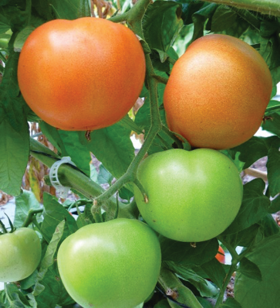 CITLALI PROTHEUS - Variety Tomate | Syngenta Semillas de Vegetales México