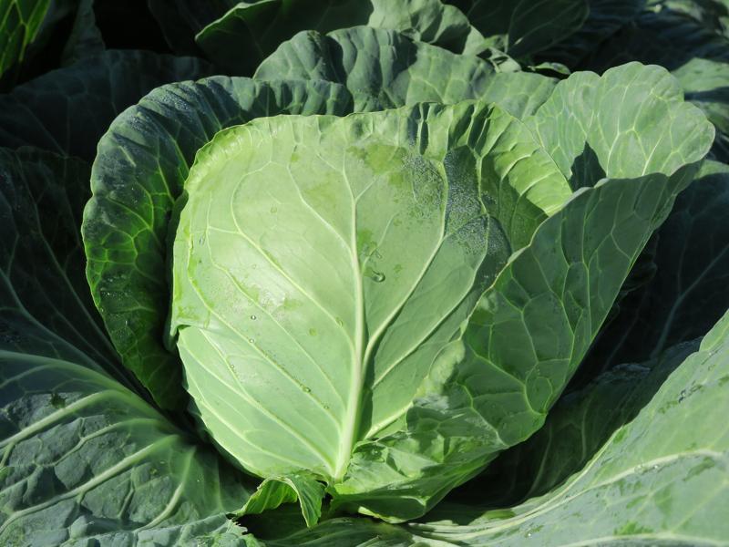 PRUKTOR - Variety White Cabbage | Syngenta Vegetable Seeds Kenya