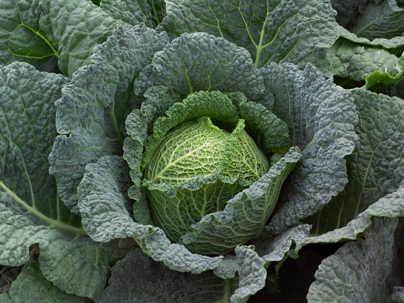 UTAH - Variety Savoy Cabbage | Syngenta Vegetable Seeds United Kingdom