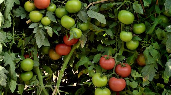 Paradajz | Syngenta semena povrća