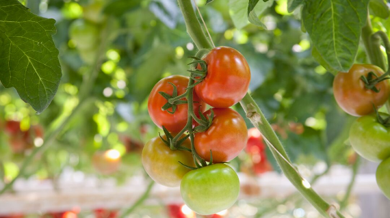 Graines de légumes | Semences potagères Syngenta France
