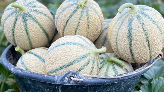 France | Semences potagères Syngenta France
