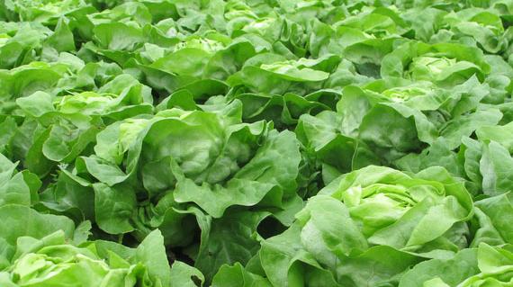 Graines de légumes | Semences potagères Syngenta France