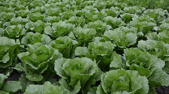 France | Semences potagères Syngenta France