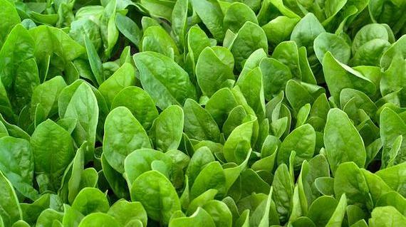 France | Semences potagères Syngenta France