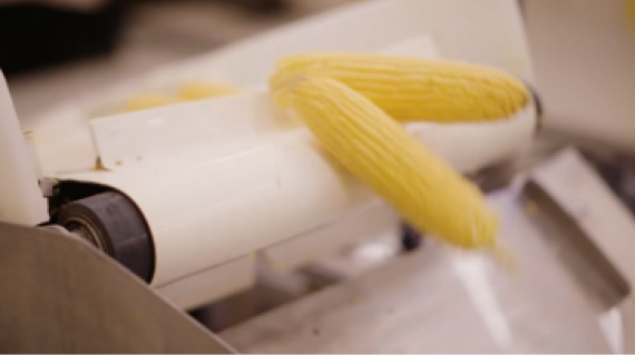 Sweet Corn Processing Portfolio | Syngenta Vegetable Seeds