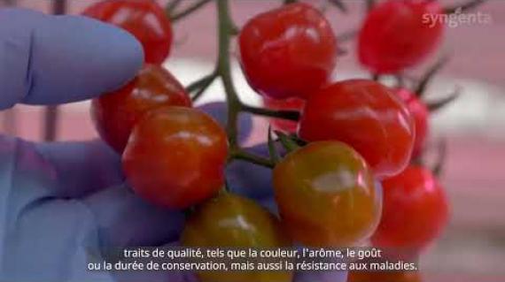 Portfolio Tomatoes | Semences potagères Syngenta France