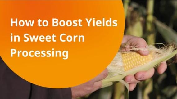Sweet Corn (Processor) | Syngenta Vegetable Seeds US
