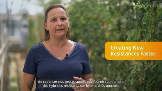 Portfolio Tomatoes | Semences potagères Syngenta France