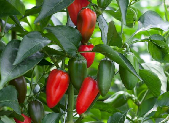 Syngenta Vegetable Seeds Solutions