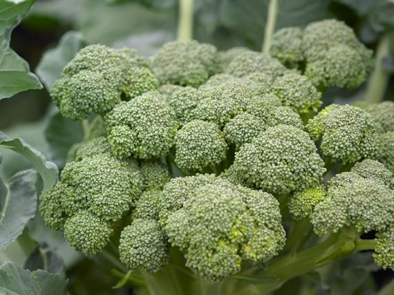 Brassicas | Syngenta Vegetable Seeds