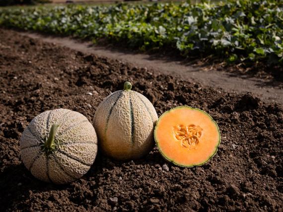 Cucurbits | Syngenta Vegetable Seeds Global