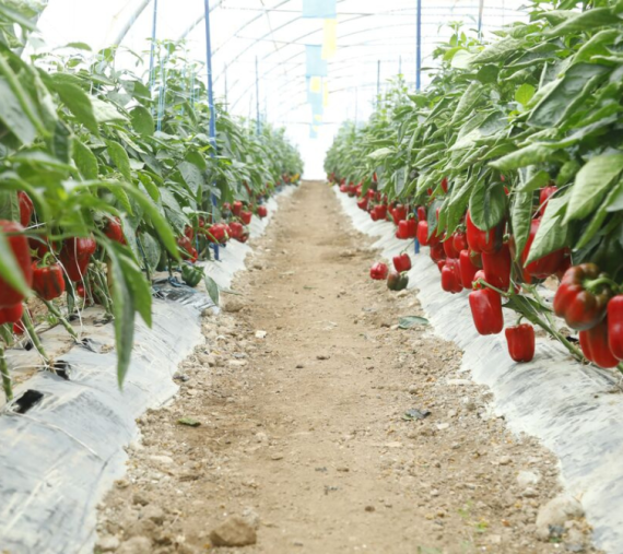 Portfolio Peppers | Syngenta Vegetable Seeds