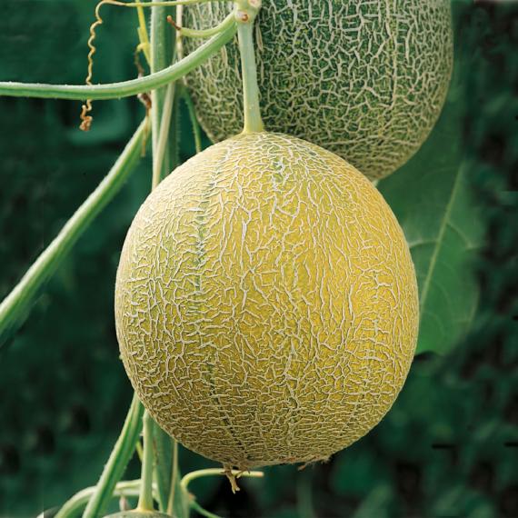 Semences de Melon Haut Rendement | Syngenta Maroc