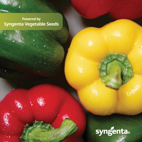 Bell Pepper Seeds | Syngenta Vegetable Seeds