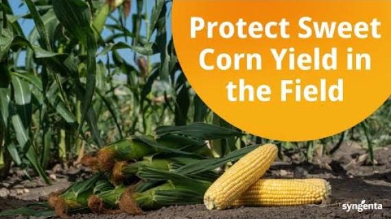 Sweet Corn (Processor) | Syngenta Vegetable Seeds US